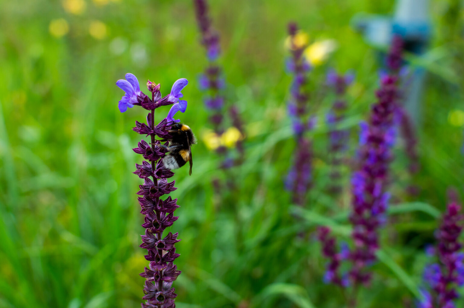 Summer Shed Security: Keeping Critters Out – Pine View Buildings